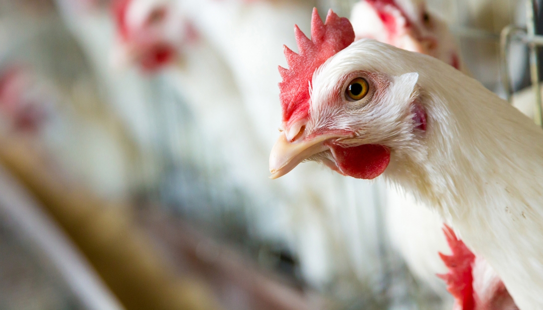 Poultry Confinement | Farm Insurance | Indiana Farmers Insurance